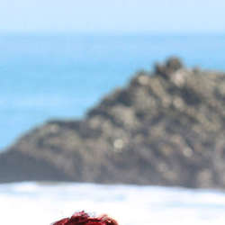 Elizabeth Chateau – Celebrity Wiki -> onceleb.wiki